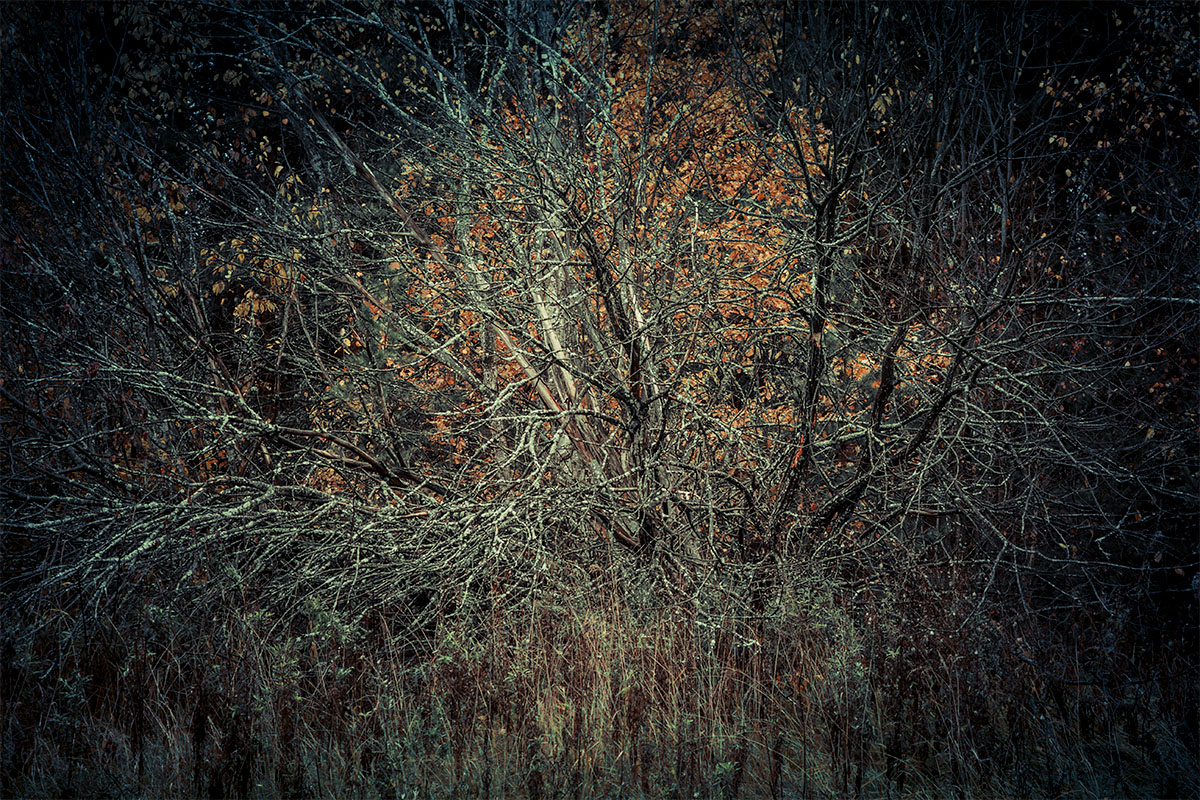 Naantalin taidehuoneella avautuu Kati Kalkamon näyttely Ojan eleganssi ...